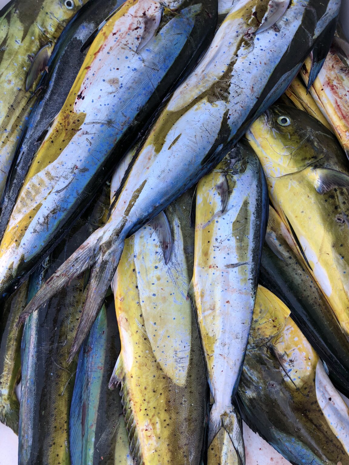 The Catch - End Game Sportfishing